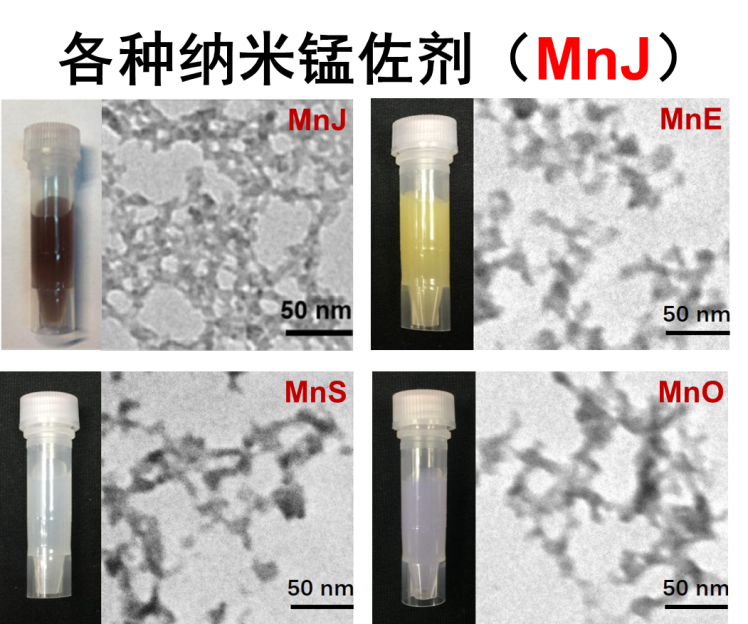 蒋争凡课题组揭示锰盐（MnJ）的优良佐剂效果 - 启锰生物
