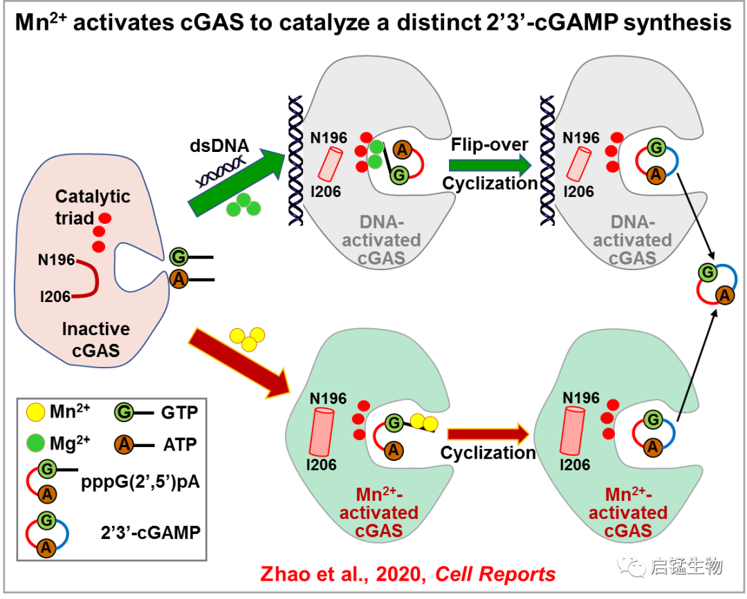 锰元素的免疫激活研究与应用 - 启锰生物