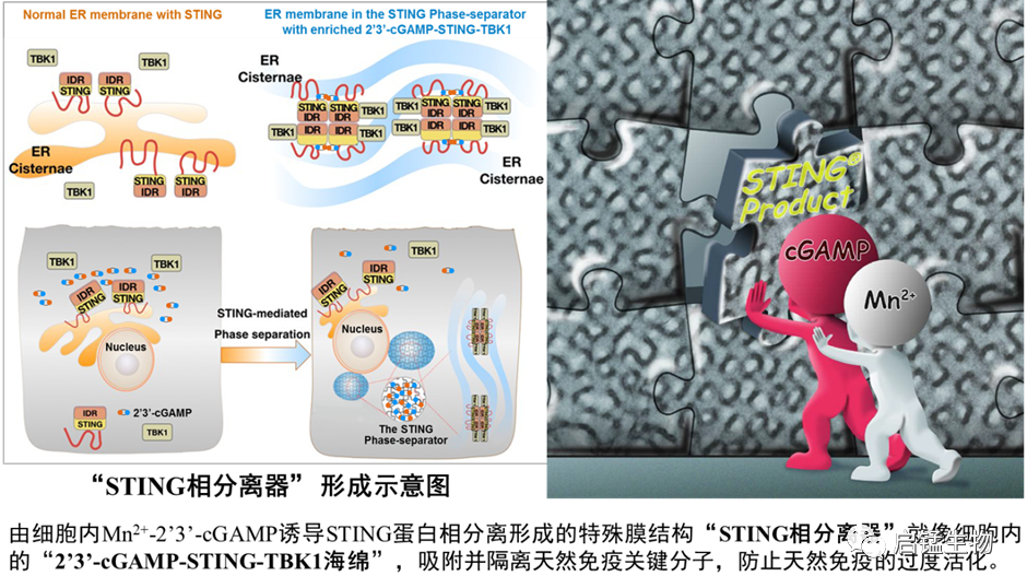 北京大学蒋争凡实验室发现“STING相分离器”（STING Phase-Separator）调节天然免疫 - 启锰生物