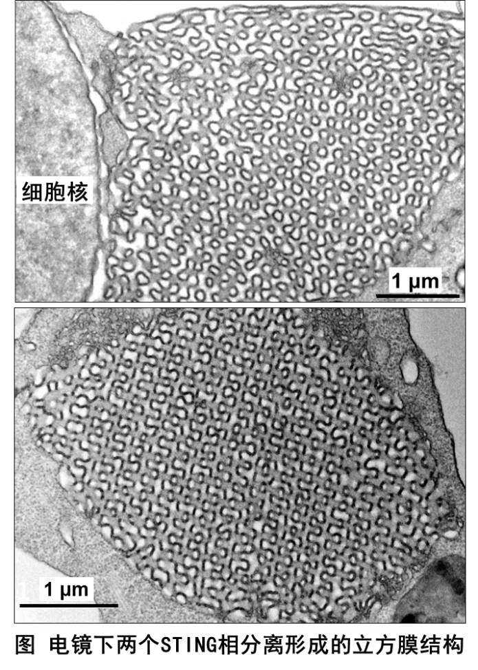 北京大学蒋争凡实验室发现“STING相分离器”（STING Phase-Separator）调节天然免疫 - 启锰生物